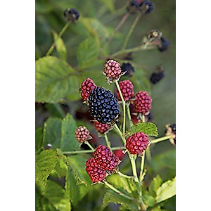 Espoma Organic Berry-Tone 4-3-4 Natural & Organic Fertilizer and Plant Food for All Berries. 4 lb. Bag. Use for Planting & Feeding to Promote Bountiful Harvest - Pack of 2