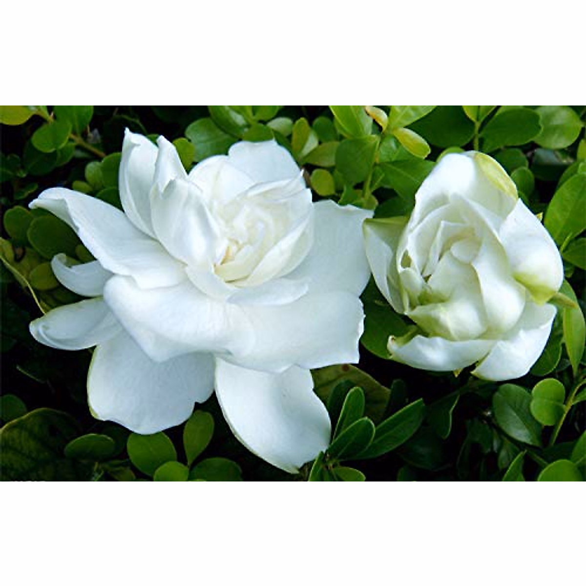 50+ Gardenia Jasminoides Jasmine Shrub Seeds Cape Jasmine Flower Perennial Garden Plant Bonsai