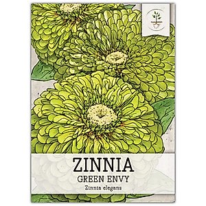 Seed Needs, Lime Green Envy Zinnia Seeds - 250 Heirloom Seeds for Planting Zinnia elegans - Annual Cut Flowers to Grow in a Butterfly Garden Outdoors (1 Pack)