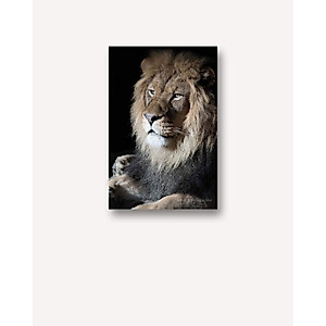 Photographic Portrait of Male African Lion Printed on CANVAS Ready to Hang Nature Photo Tawny Brown Tan Black Wall Art for Home or Office Big Cat Photography