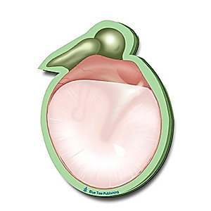 Hearing Gift Box Collection 2, 12 Pack for Audiologist, Students or Hearing Professional