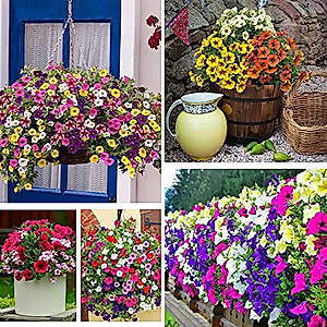 1000+ Petunia Seeds Mixed - 8 Colored Flower Annual Petunia Climbing Flower Seeds for Hanging Basket