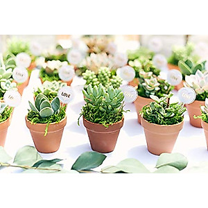 Shop Succulents | Unique Collection of Live Succulent Plants, Hand Selected Variety Pack of Mini Succulents | Collection of 20