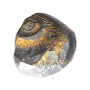 phoenix888 Vrikshah Sudarshan Shaligram 1.5cm - 2.5cm from Kali Gandaki 1 pcs