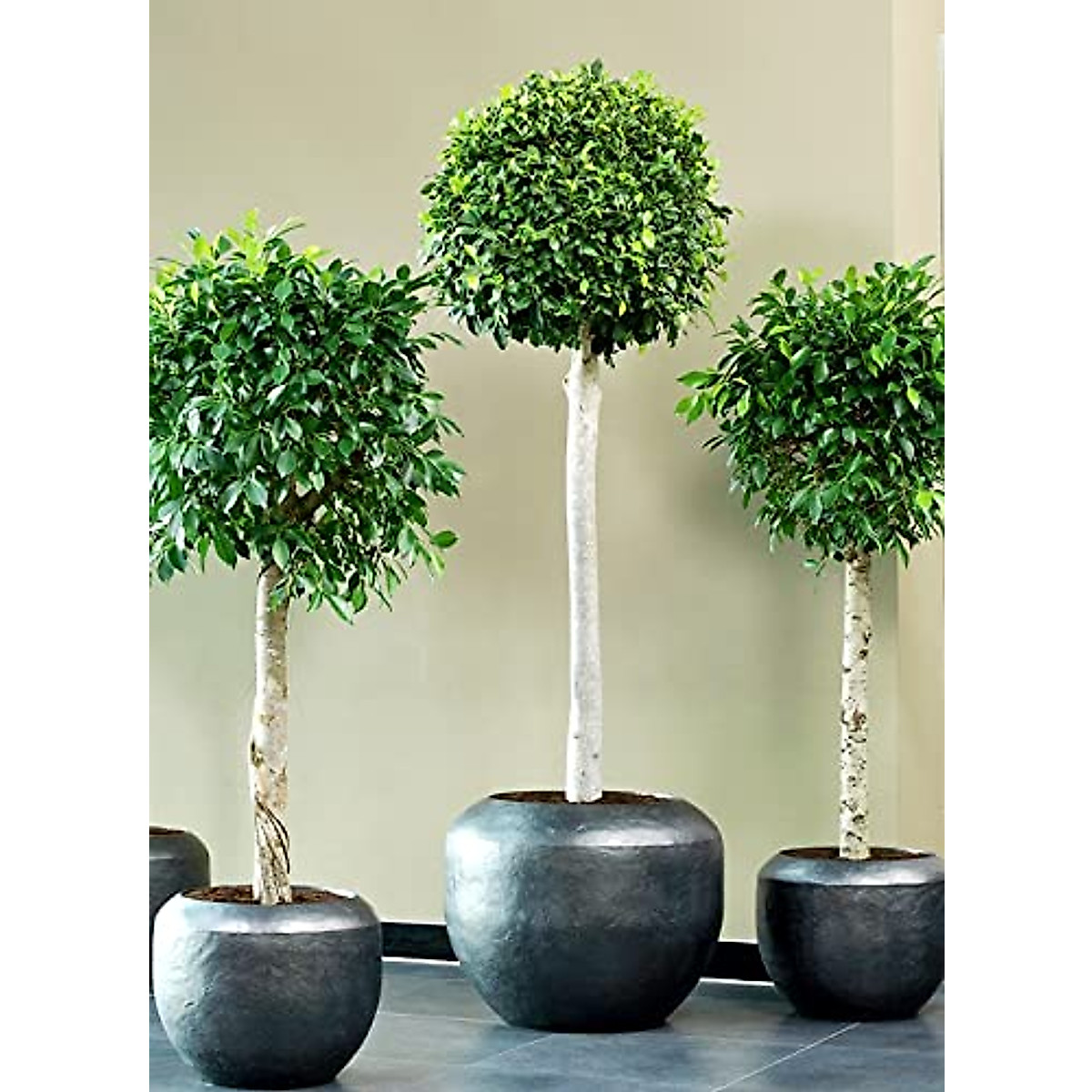 Ficus Benjamina Bonsai Weeping Fig Tree Benjamin Fig Ficus Tree Java Fig Chinese Banyan 20+ Seeds for Planting