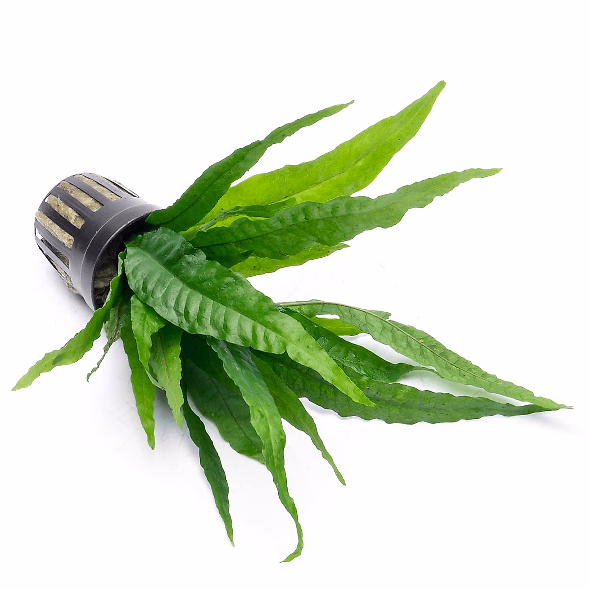 SubstrateSource Java Fern Live Aquarium Plants - Potted Freshwater Plant for Fish Tanks - Beginner Friendly, Low Light (Java Fern, 1 Pot)