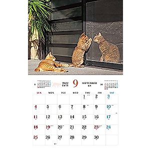 そとねこ (インプレスカレンダー2022)