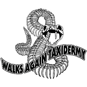 Walks Again Taxidermy Dermestid Beetles (750+)