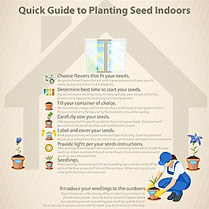 Outsidepride Viola King Henry Garden Flowers for Containers, Hanging Baskets, & Window Boxes - 1000 Seeds