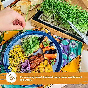 Powerhouse Veggies Refill for Hamama Home Microgreens Growing Kit - Grow Fresh Micro Greens Indoors Every Week, Just Add Water - Superfoods Microgreens Seeds - Grow Superfood Veggies and Supergeens