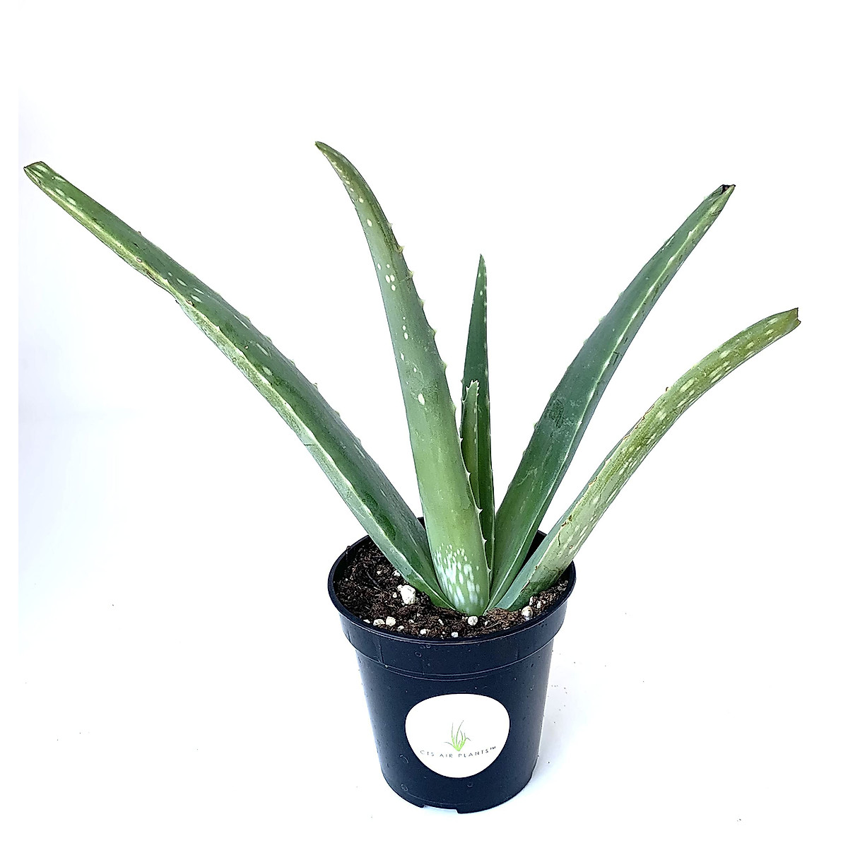 Live Aloe Vera Succulent Aloe Barbadensis Aloe 8"-12" Tall in 3.5" Pot