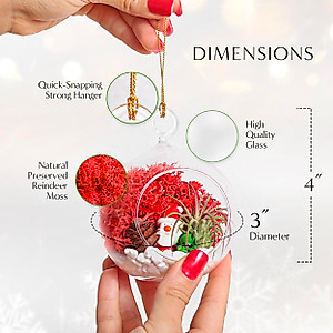 Creations by Nathalie - DIY Holiday Ornaments Terrarium Kit - Live Air Plants - 2 Glass Terrariums, Reindeer Moss, Christmas Figurines, White Stones