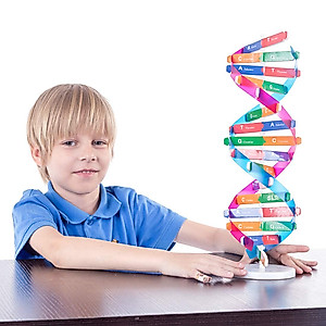 HMANE DNA Models Double Helix Model Components Science Educational Teaching Instrument Toy