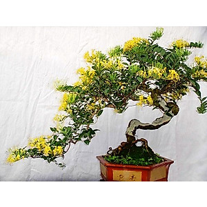 Japanese Honeysuckle Lonicera Japonica Live Plant in 4" Pot with Soil