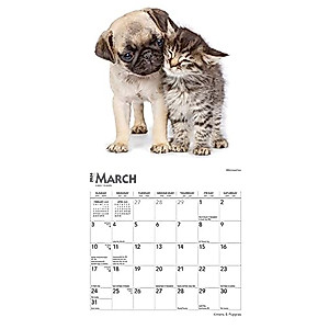 Kittens & Puppies | 2024 7 x 14 Inch Monthly Mini Wall Calendar | BrownTrout | Animals Cute Dogs Cats