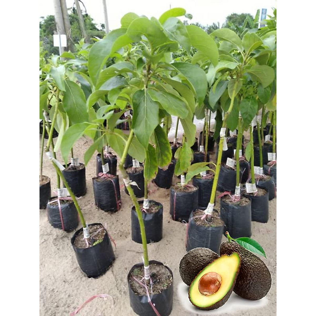 HASS Avocado Tree Grafted 2-3 Feet Tall, Avocado Live Plant for Planting