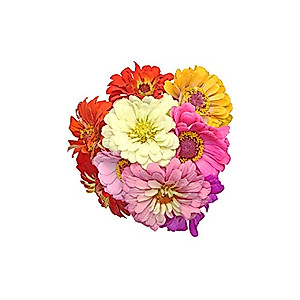 Zinnia Flower Seeds Mixed Bulk California Giant Packet of 800 Seeds!
