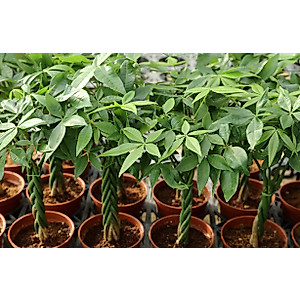 Money Tree Soil, Soil Mix for Planting or Repotting Money Tree, 4qt One Gallon Bag of Soil Blended to Properly Grow Money Tree Plants