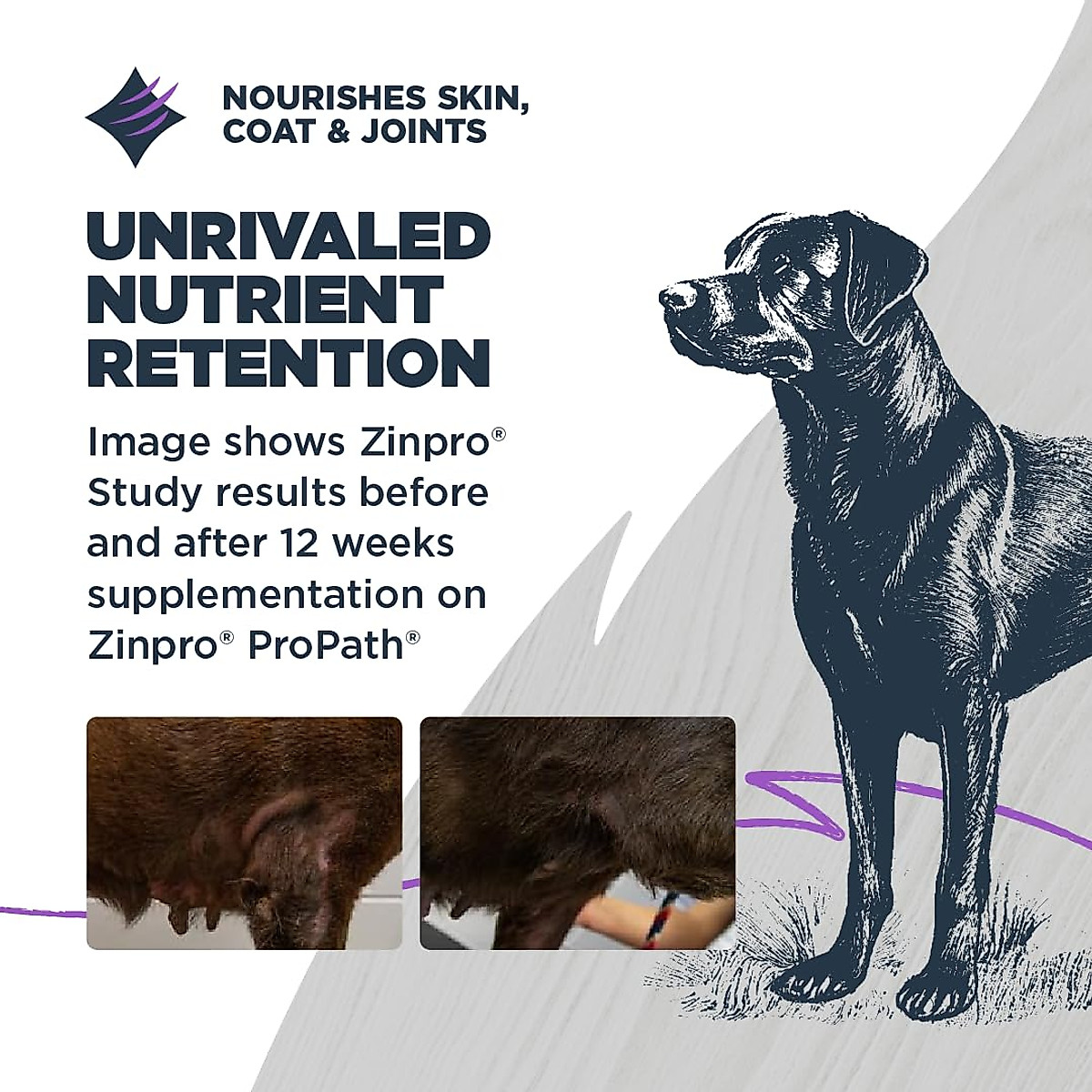 Blackwood Large Breed Dry Dog Food, Whitefish with Ancient Grains, 10 Pound Bag for Adult Dogs, Slow Cooked with Green Mussels to Promote Hip & Joint Health