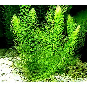 Aquatic Discounts - 3 Different Live Aquarium Plants - Anacharis + Hornwort + Java Fern BUY2GET1FREE!