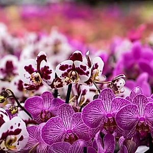 Doter Orchid Potting Mix Orchid Bark, Mix Pine Bark and Perlite, Good Drainage and Water Retention (1 Quart)