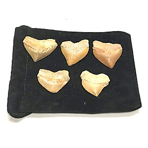 Zentron Crystal Collection Corax Shark Teeth Squalicorax Fossil Tooth 1" (10)