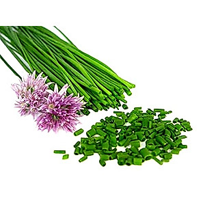 Chives Allium Schoenoprasum Wild Onion Wild Garlic Herb Garden Seeds for Planting About 100 Seeds