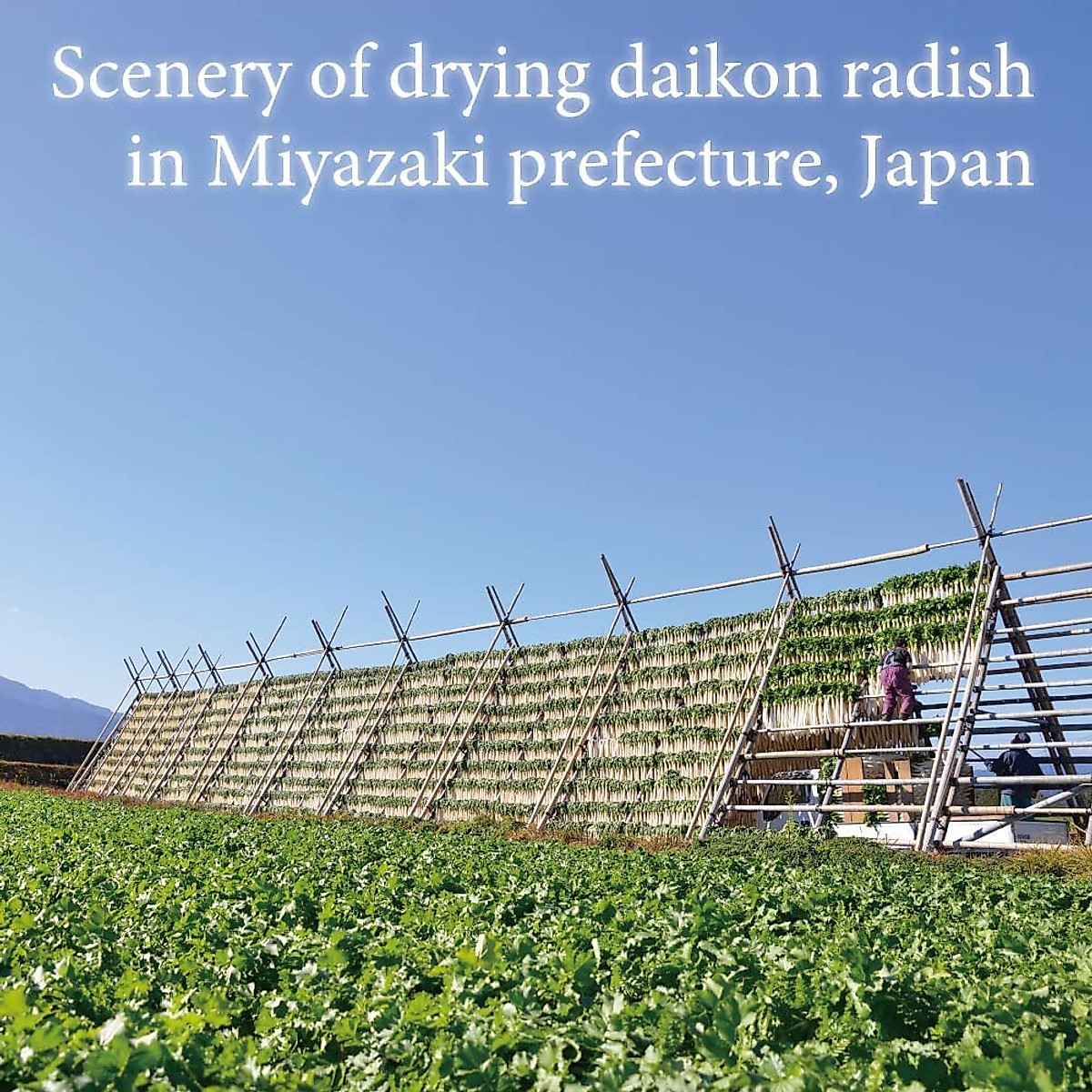 Pickled daikon radish, MSG free, Soy souce flavor, Authentic Japanese Takuan, 3.5oz x 3packs, Vegan, Product of Japan