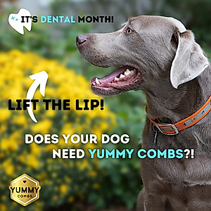 Yummy Combs Dog Dental Treat - Extra Small - Protein Formula - 12oz Carton