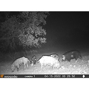 LILBEES Solar Powered Hog Feeder Light with Motion Sensor for Hog,Deer Feeder,Predator Coyote Pig Varmint,Campact Camouflage Design for Out Door Hunting with Green Lights(G300)(Pack of 2)