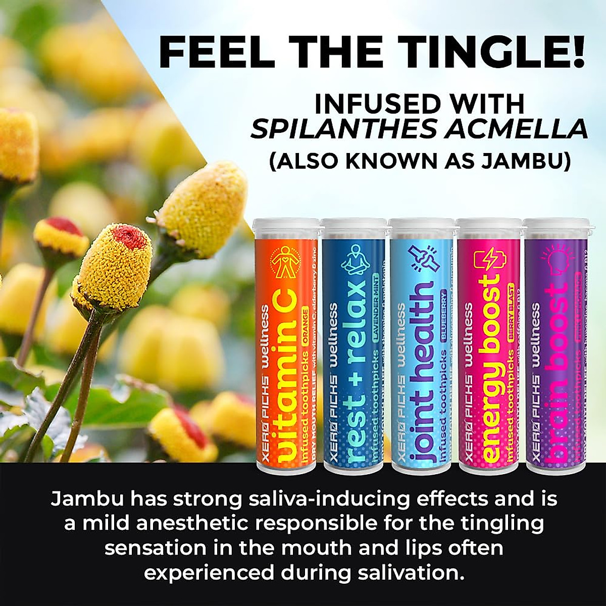 Xero Picks Wellness - Flavored Toothpicks -100 Picks-Variety 5 Pack-Curcumin, Glucosamine, Huperzine, Bacopa, B12, Elderberry, Vitamin C, Zinc, B6, Melatonin, Theanine