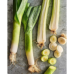 Gaea's Blessing Seeds - Leek Seeds - Non-GMO American Flag Leek Seeds with Easy to Follow Planting Instructions - 90% Germination Rate