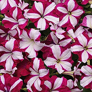 Outsidepride Burgundy Star Easy Wave Petunia Spreading Garden Flowers for Hanging Baskets, Pots, Containers, Beds - 30 Seeds
