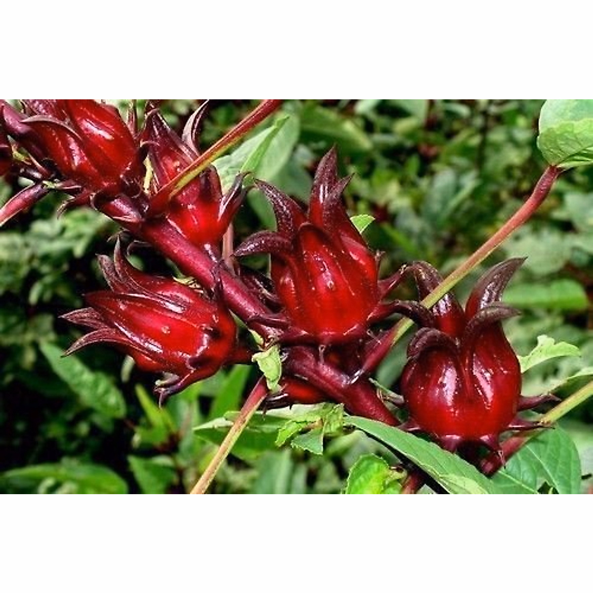 50 Jamaican Sorrel Seeds, Florida Cranberry, Indian Roselle, Hibiscus Sabdariffa