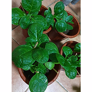 Gaea's Blessing Seeds - Malabar Spinach Seeds - Non-GMO Seeds with Easy to Follow Planting Instructions - Heirloom Big Round Leaf Malabar - 93% Germination Rate
