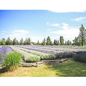 Victoria's Lavender Aromatherapy Body Mist Spray - After Sun Solar Recovery Spray with Aloe Vera plus Lavender Essential Oil - Hydrating, Moisturizing & Soothing Aloe Vera Spray, 4 oz (120 ml)