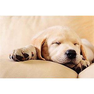 Dog Calming aid - PET Relaxant - Advanced Formula - for Dogs - CHEWABLE Tablets - Valerian for Pets - 1 Bottle (90 Chews)