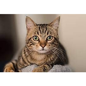 cat Allergy aid - cat Itchy Skin Relief - CAT Allergy Relief Complex - Quercetin for Cats - Nettle Leaf for Cats, Itch and Allergy Relief for Cats, Skin and Itch Relief for Cats 1 Bottle (75 Chews)