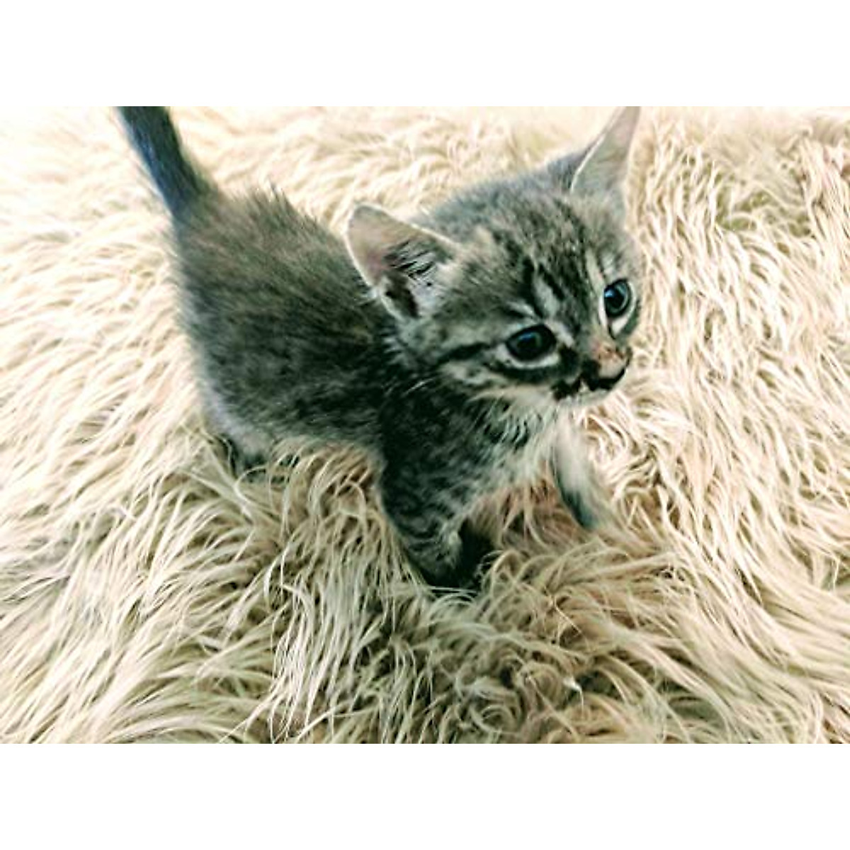 Soft Faux Sheepskin Lamb Fur Chair Cover, Seat Cover, Area Rug, Mat, Baby Blanket, 2 x 3 Feet - Natural (Oatmeal, Beige, Tan,