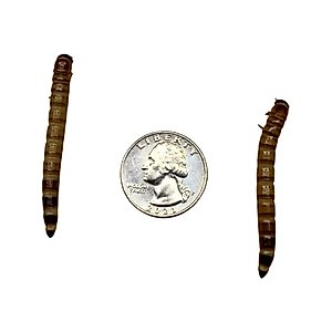 Live Superworms - Kingworms for Feeding Reptiles, Chickens, Fish (500)