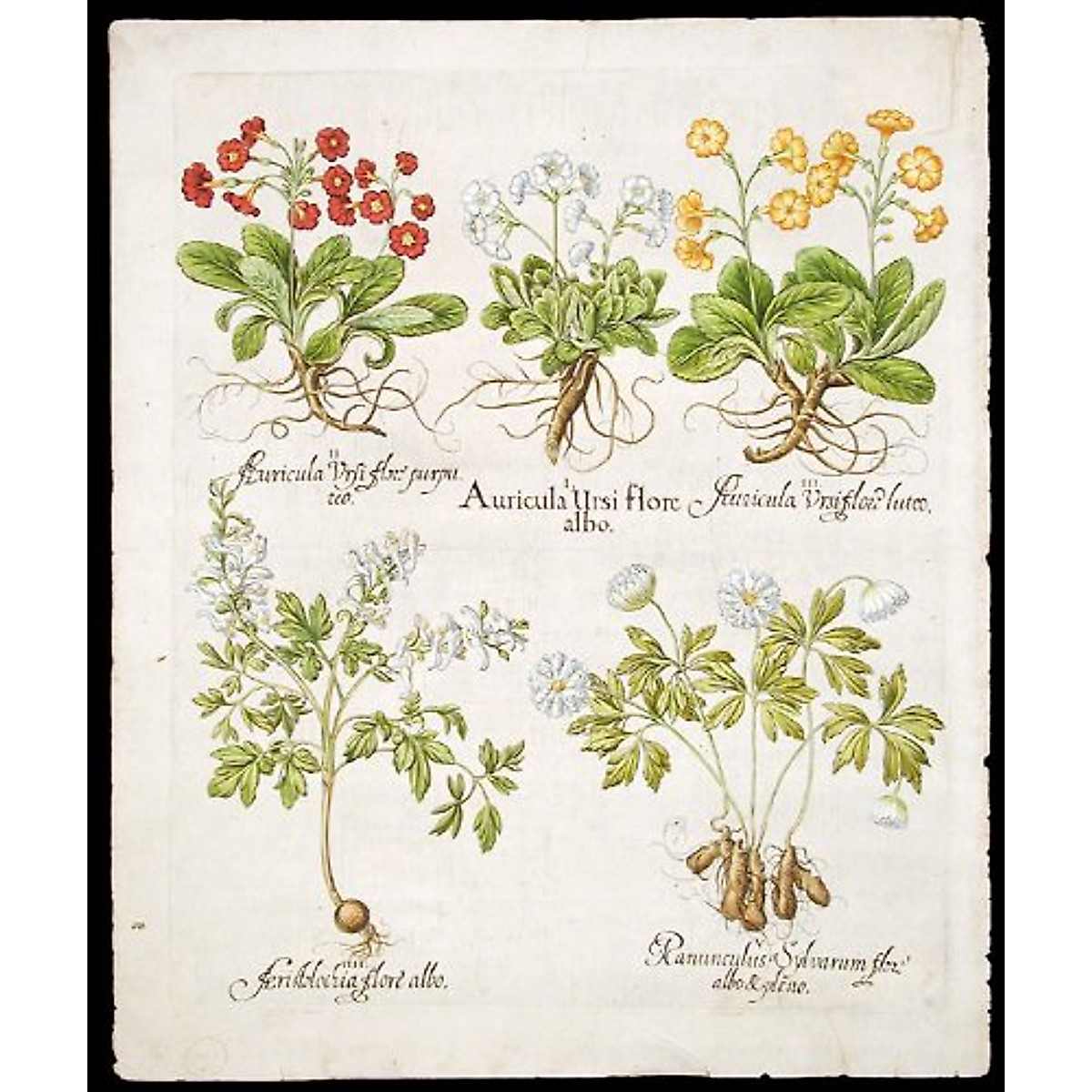 [White auricula] Auricula Ursi flore albo; [Purple auricula] Auricula Ursi flore purpureo; [Yellow auricula] Auricula Ursi flore luteo; [Fumewort] Aristolochia flore albo; [Dbouble-flowered wood anemone] Ranunculus Sylvarum flore albo & pleno