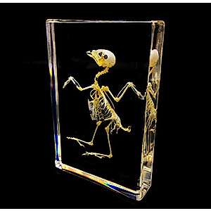 Real Bird Skeleton Specimen in Acrylic Block Paperweights Science Classroom Specimens for Science Education(5.3x3.5x1 inch)