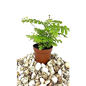 Mini Fairy Garden - Terrarium Fern Assortment - 6 Live Plants in 2 Inch Pots - Rare Ferns from Florida - Growers Choice Based On Health, Beauty and Availability
