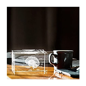 Ultrassist 3D Human Brain Crystal Model, Laser Etched Anatomical Model for Home and Office Decoration, Neurology Gifts