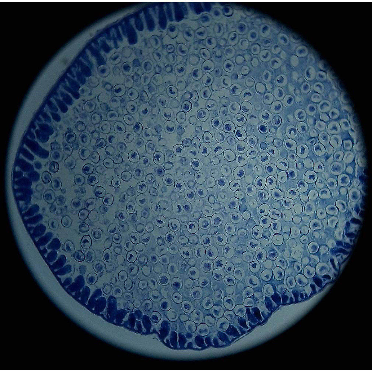 Prepared Animal Plant Cell Mitosis Meiosis Amitosis Comparison Microscope Slides Set, 5pcs Specimens to Display with Students in Biology Class (Mitosis & Meiosis)