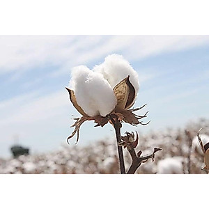 Soft Bed Collection Wrinkle Free Fade Resistant 3 PC Duvet Cover Set + 24" Inch Deep Pocket Fitted Sheet 800 Thread Count Egyptian Cotton Queen Size Black Solid