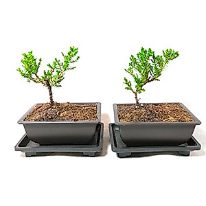 Two Japanese Juniper Bonsai Tree Plastic pot with tray 5" long