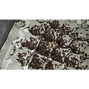 Dubia Roaches Small 25