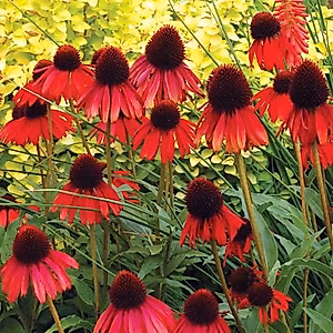 CHUXAY GARDEN Firebird Echinacea Seed,Echinacea 'Firebird', Red Coneflower 100 Seeds Rare Hardy Flowering Plant Beautiful Potted Plants