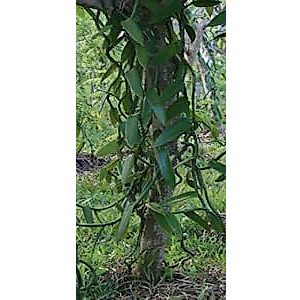 Pure vanilla extract without alcohol / Natural Vanilla Extract / Alcohol Free / Without Alcohol / Bourbon Vanilla / Vegan / Gluten Free / 176 fl oz / 5 Litres / Halal